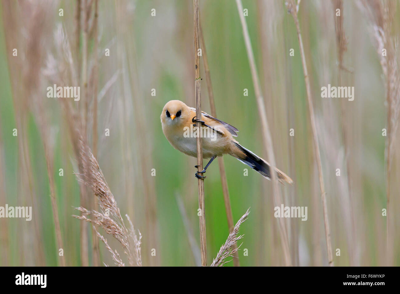 Bearded Reedling / Bearded Tit (Panurus biarmicus) juvenile clinging to ...