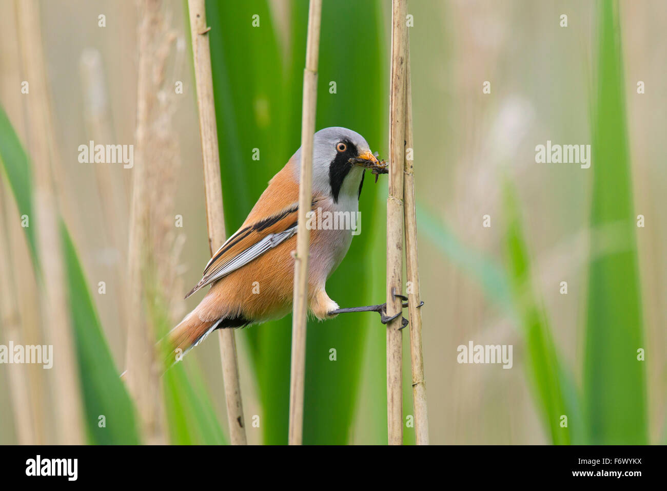 Bearded Reedling / Bearded Tit (Panurus biarmicus) male with insect ...