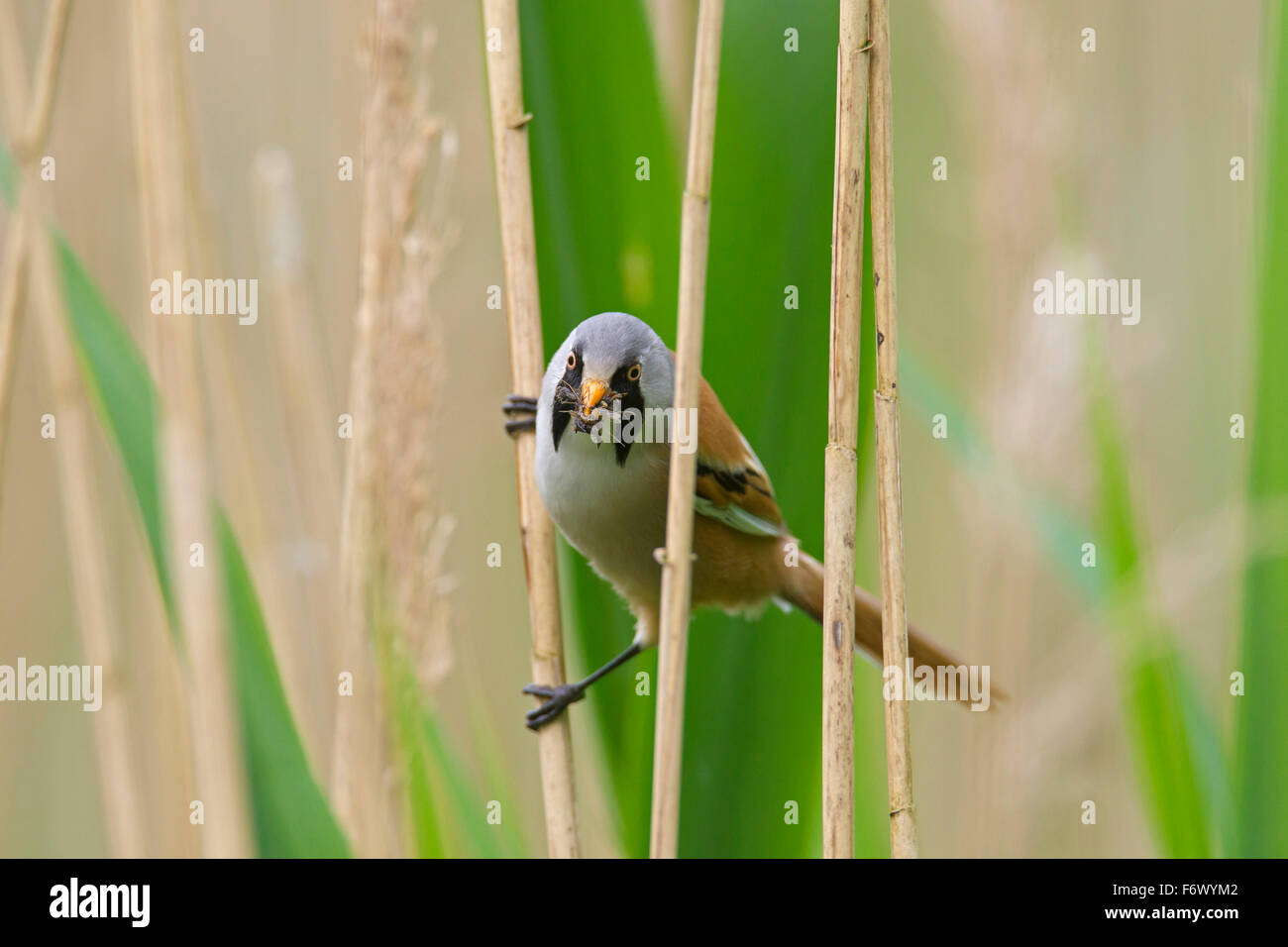 Bearded Reedling / Bearded Tit (Panurus biarmicus) male with insect ...