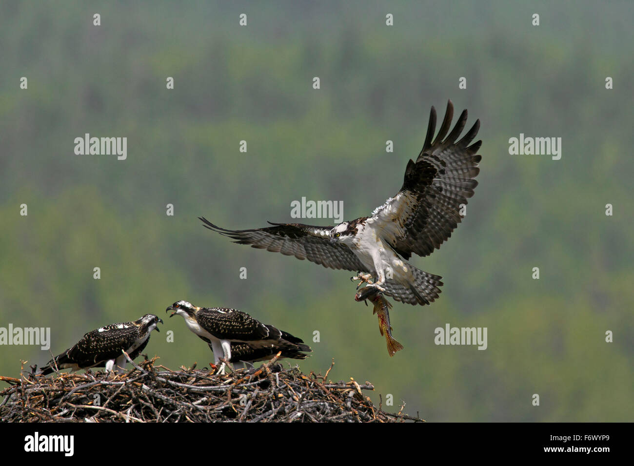 Osprey (Pandion haliaetus) feeding two juveniles by bringing fish to ...