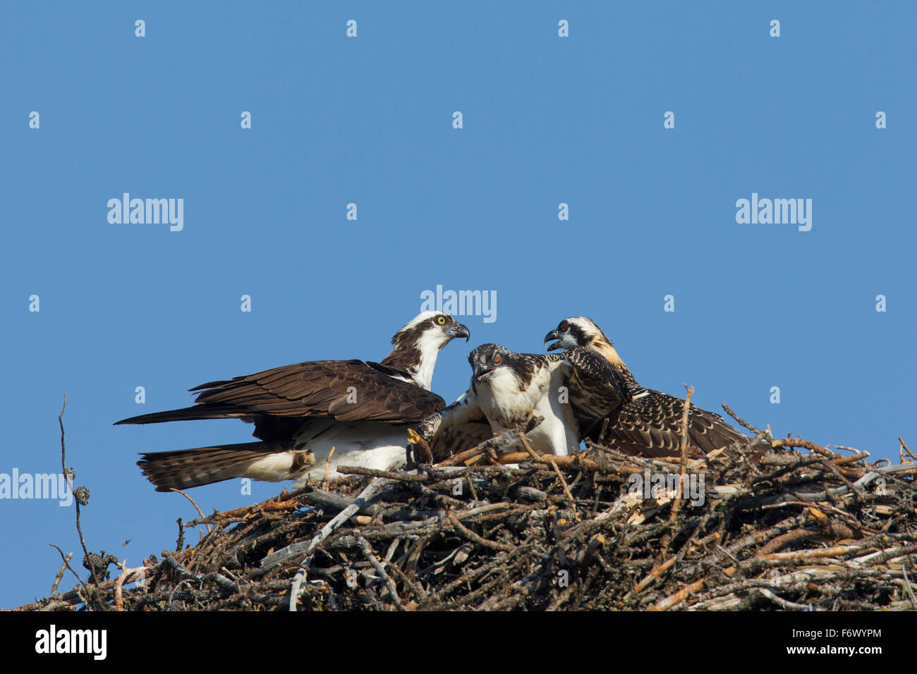 Osprey (Pandion haliaetus) adult bird with two juveniles on nest Stock ...