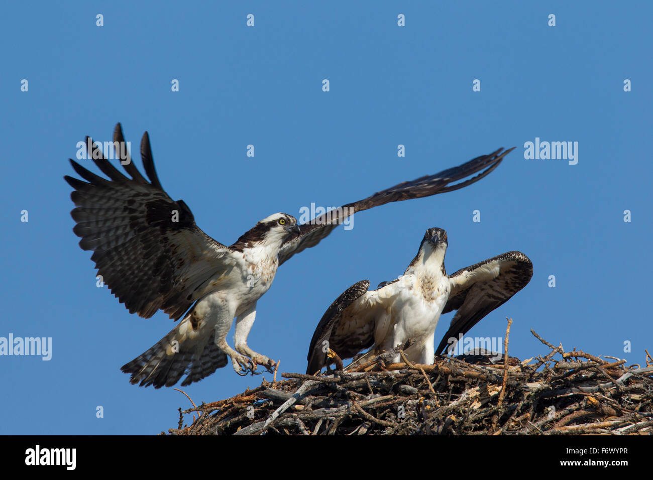 Osprey (Pandion haliaetus) adult bird landing on nest with young Stock ...
