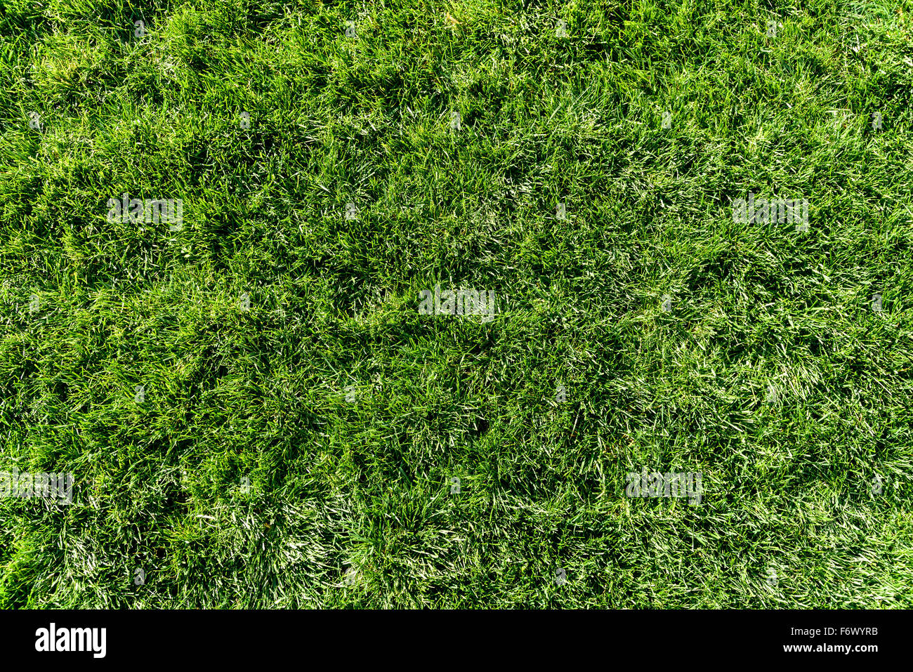 Fresh Green Grass Texture Background Stock Photo - Alamy