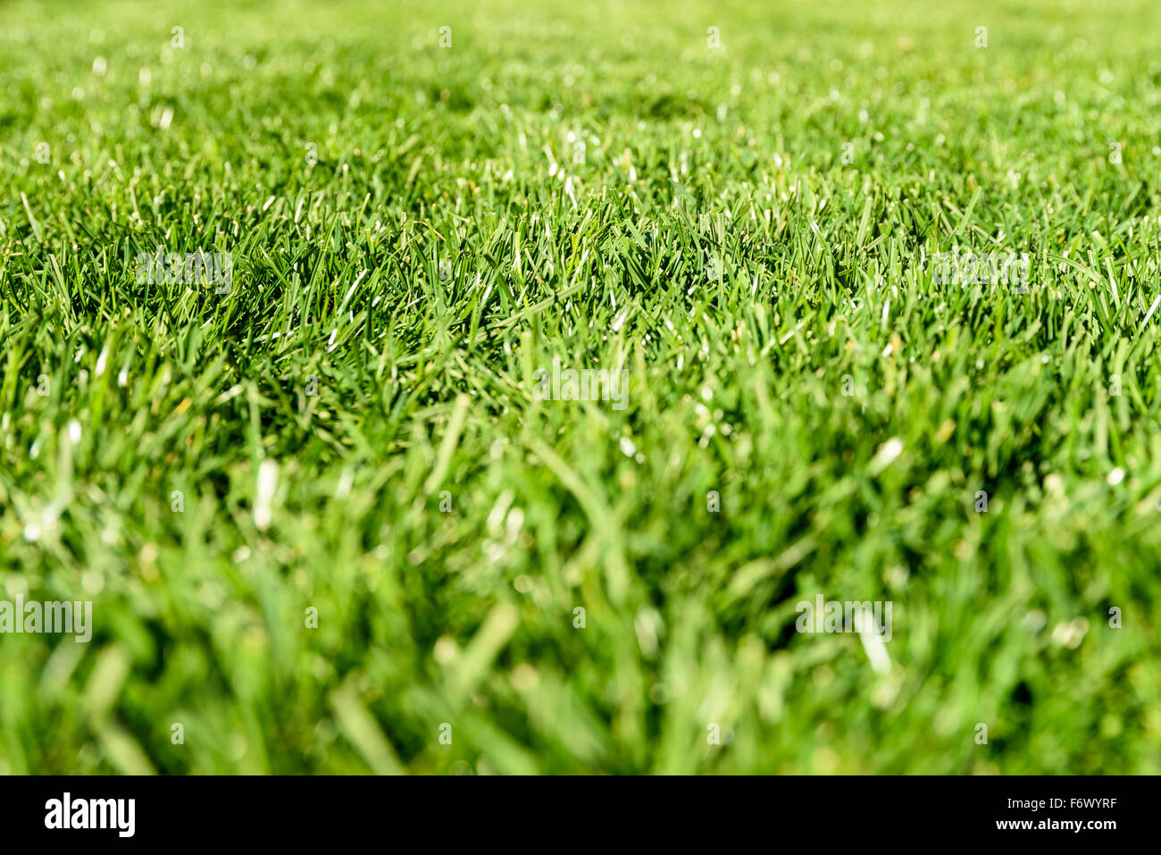 Fresh Green Grass Texture Background Stock Photo - Alamy