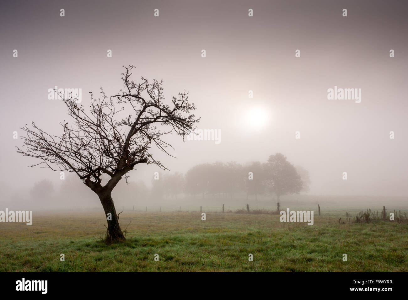 Mist nature hi-res stock photography and images - Alamy