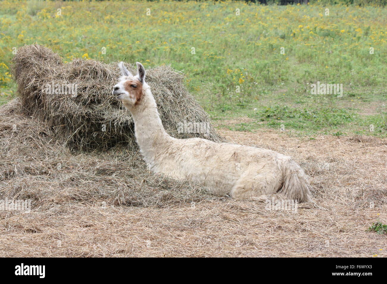 Domesticated south american camelid hi-res stock photography and images ...