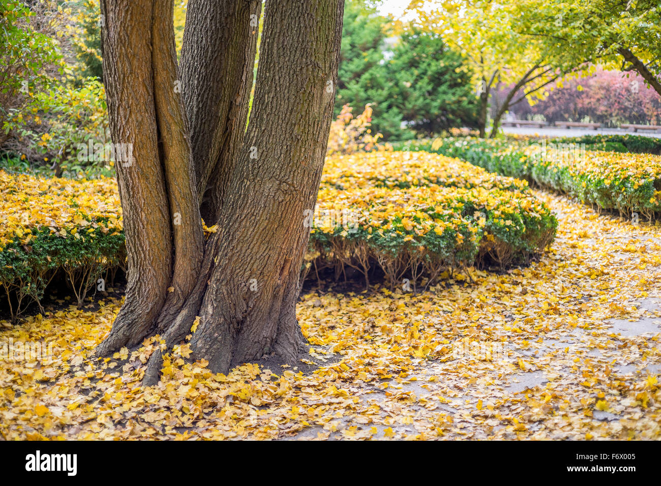 Japanese trees hi-res stock photography and images - Alamy