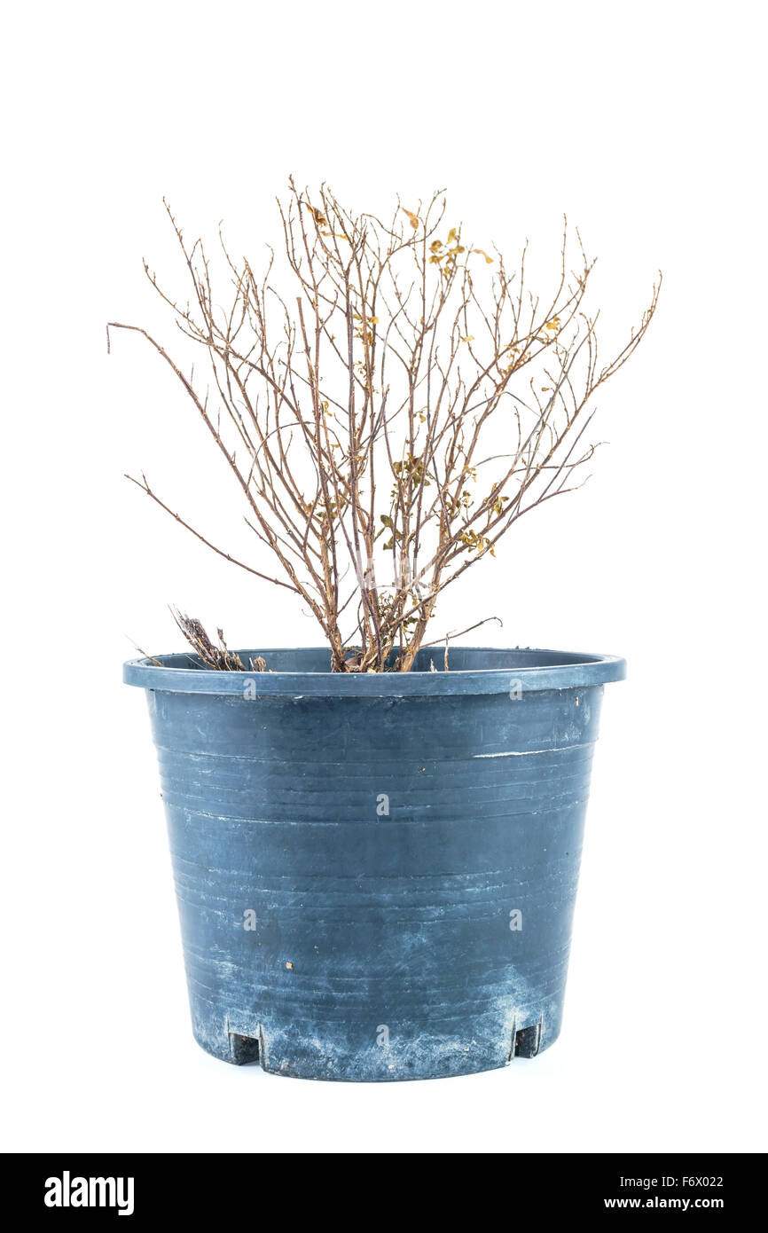 Dead Plant Sculptures