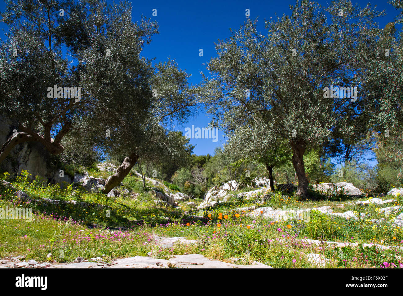 Sicily olive tree hi-res stock photography and images - Alamy