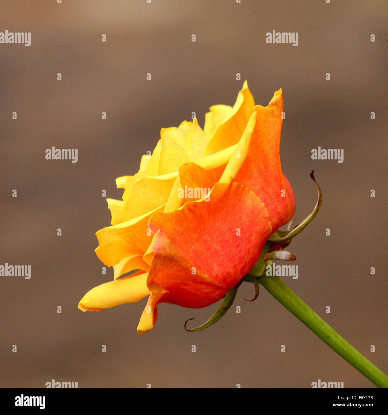 Vivid rose hi-res stock photography and images - Alamy
