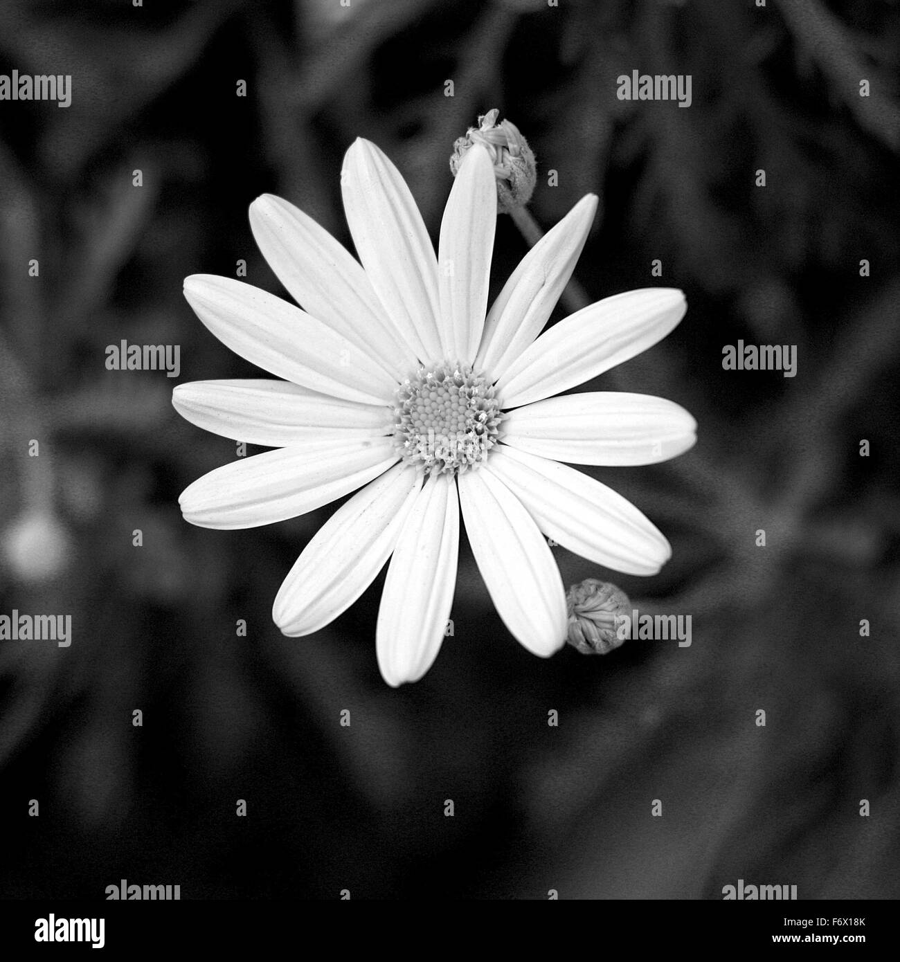 Daisy on green background Black and White Stock Photos & Images - Alamy