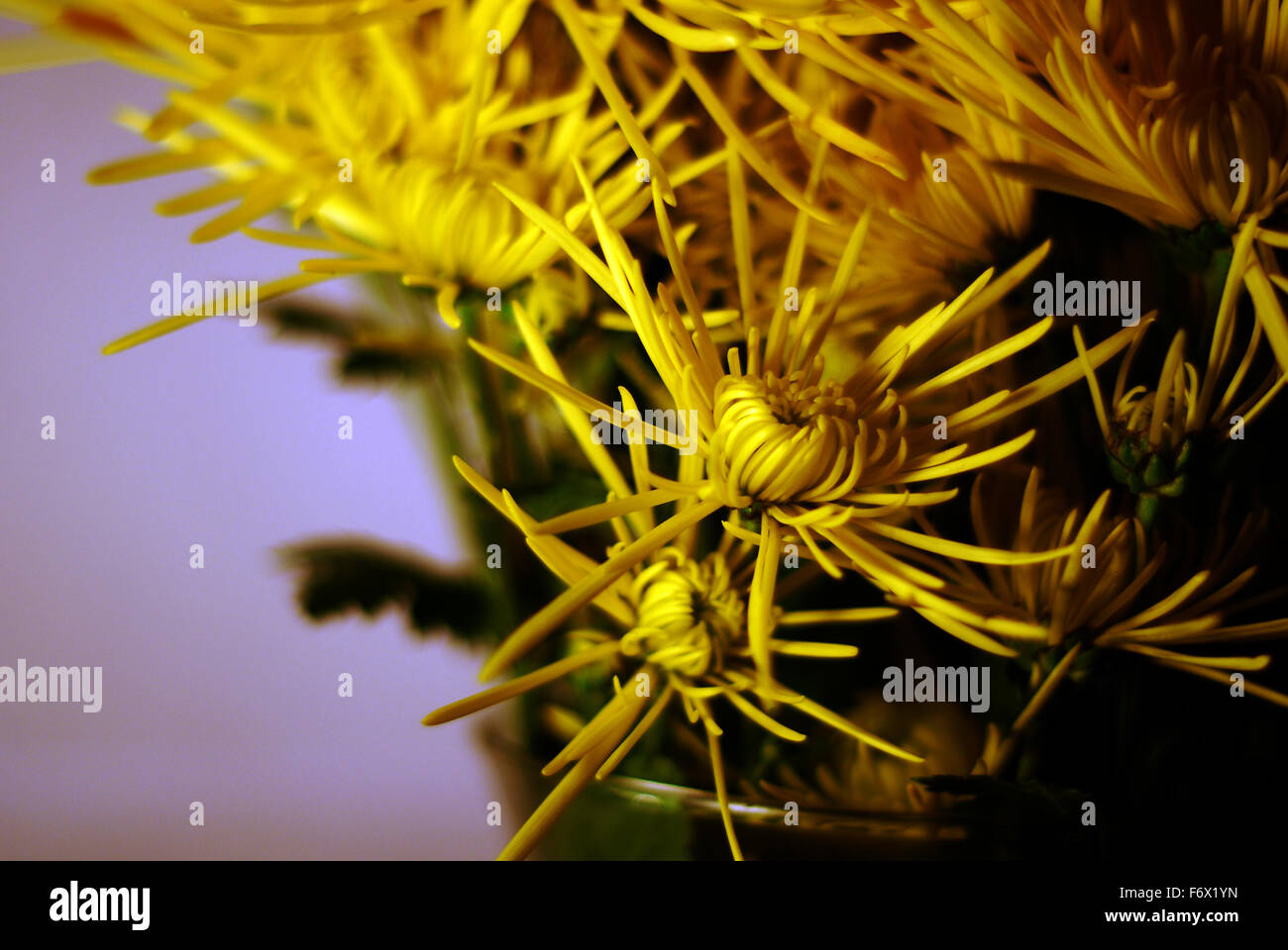 Bunch bouquet hi-res stock photography and images - Alamy