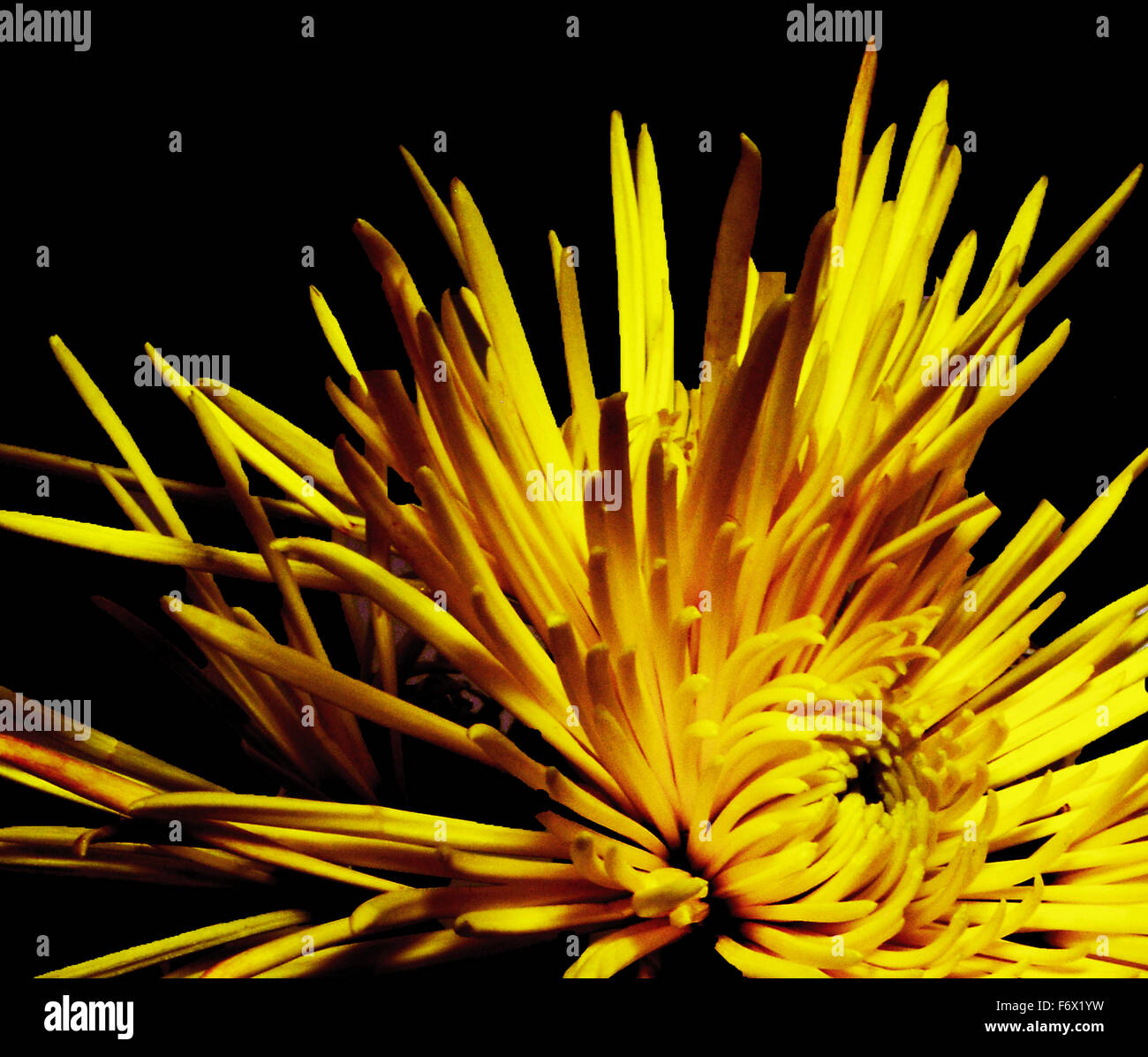 yellow flowers,yellow,flowers,petal,petals,close up ,dark background ...