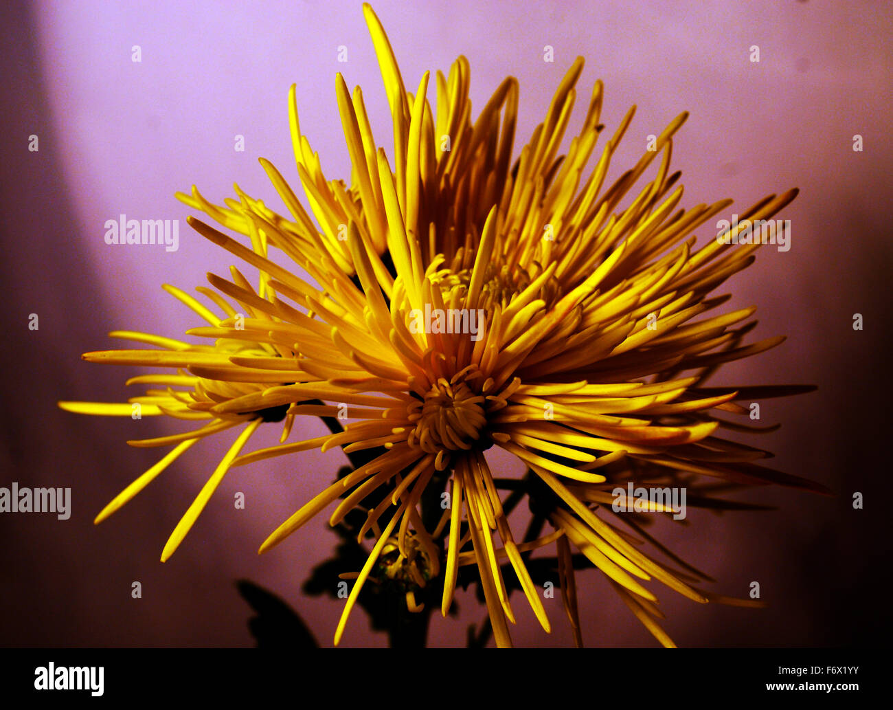 single yellow flower,petal,petals,sunburst ,isolated flower Stock Photo ...