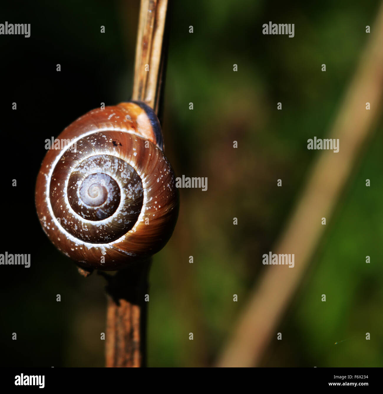 Spiral on a stick hi-res stock photography and images - Alamy