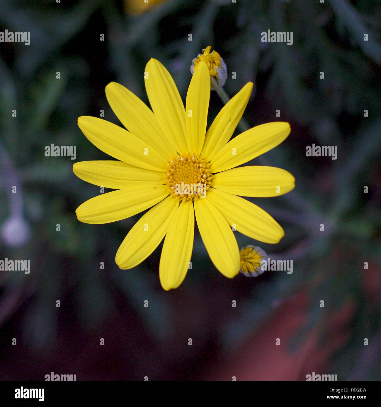 Yellow Daisy Closeup Stock Photo - Alamy