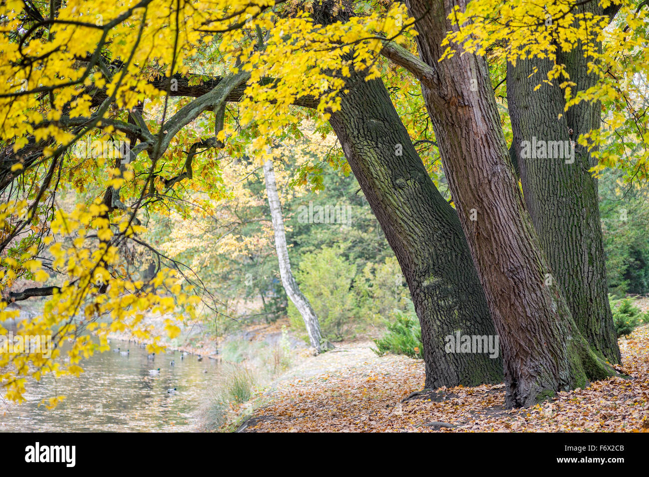 Three old oak trees with yellow fall canopy Quercus robur Stock Photo ...