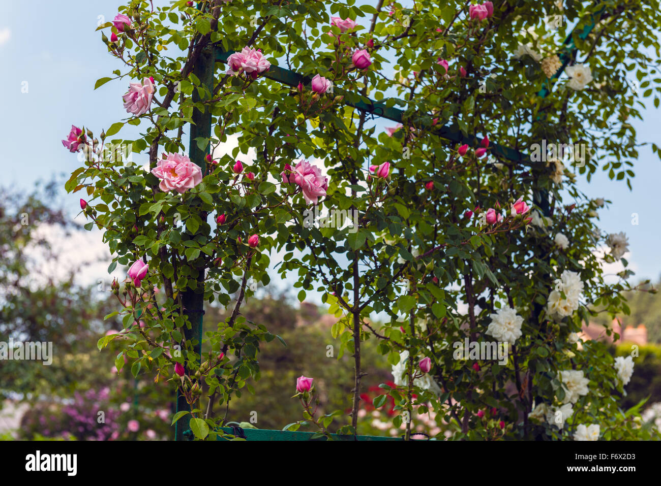 Bush of beautiful climbing roses in a garden. Filtered shot Stock Photo ...