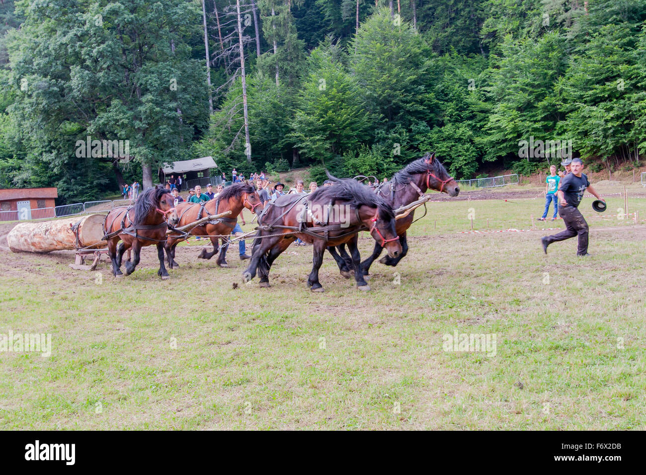 Horse Carriage Romania High Resolution Stock Photography and Images - Alamy