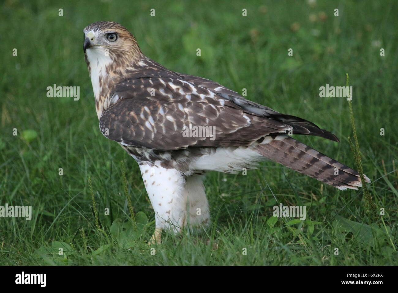 Hawk standing hi-res stock photography and images - Alamy