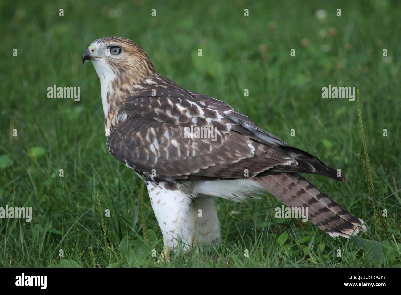 Hawk standing hi-res stock photography and images - Alamy