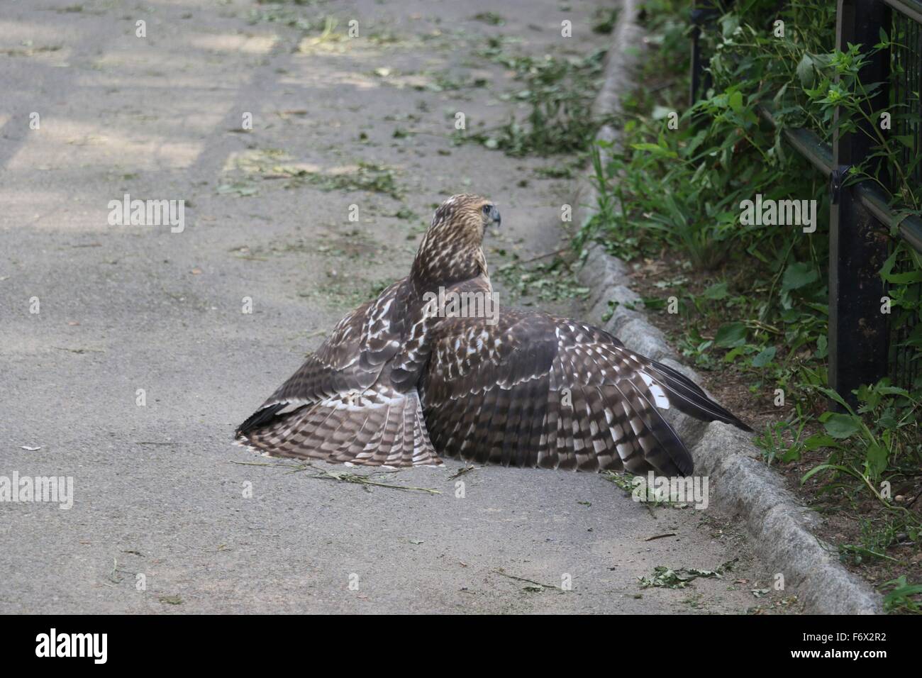 red tail hawk with its prey on the floor Stock Photo - Alamy