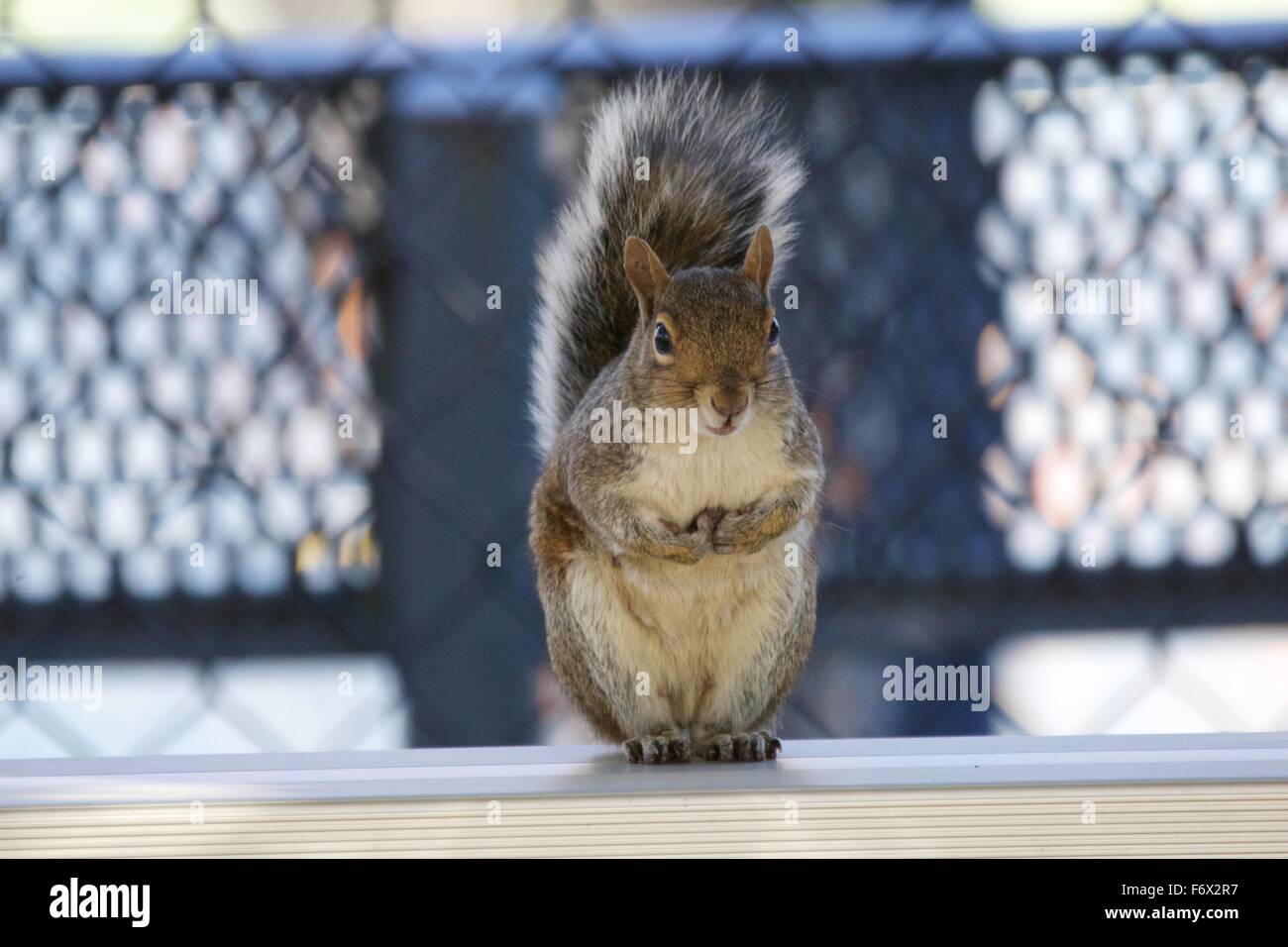Squirrel sitting on a bench in Central Park Stock Photo - Alamy