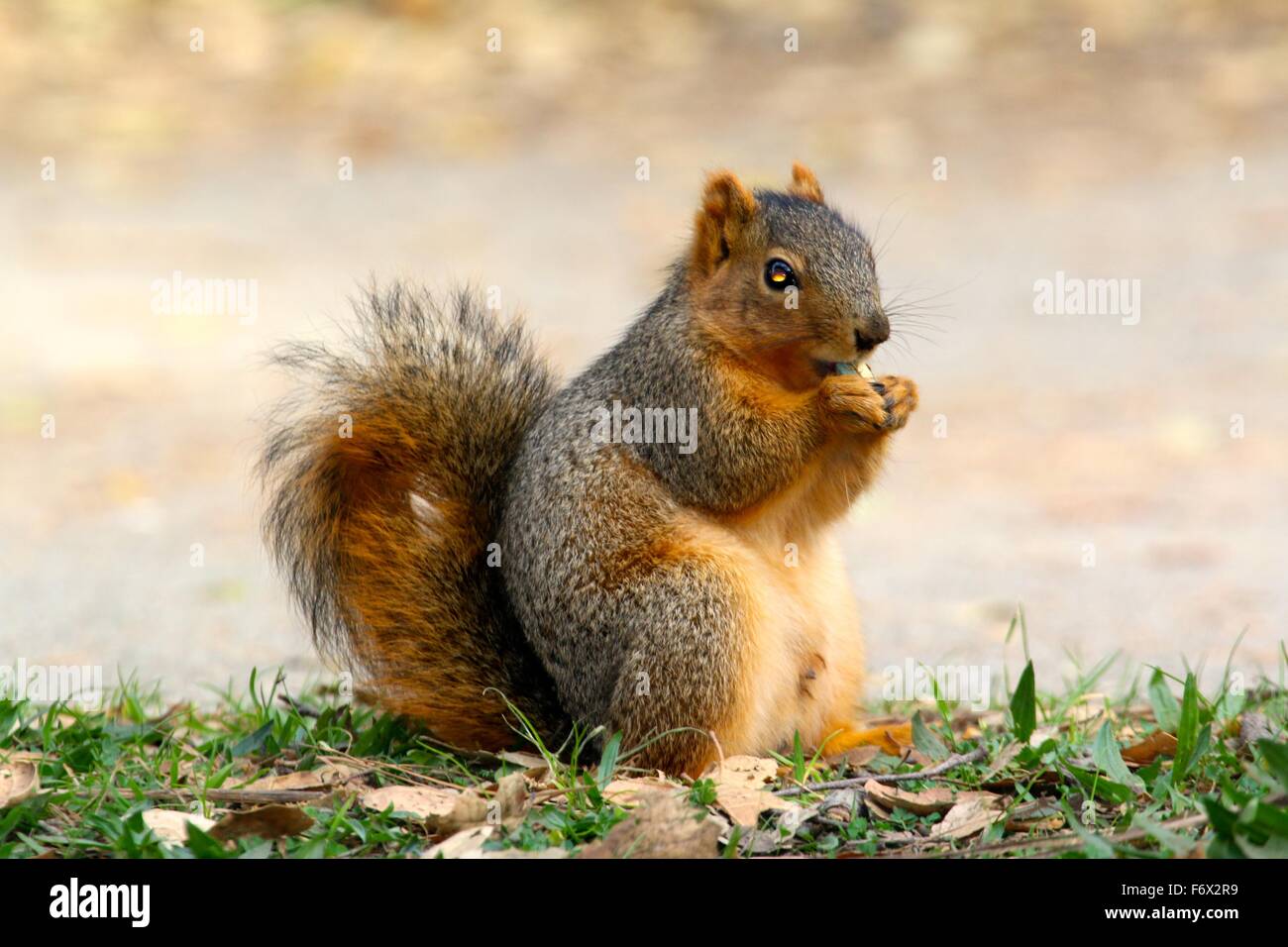 Gray squirrel teeth hi-res stock photography and images - Alamy