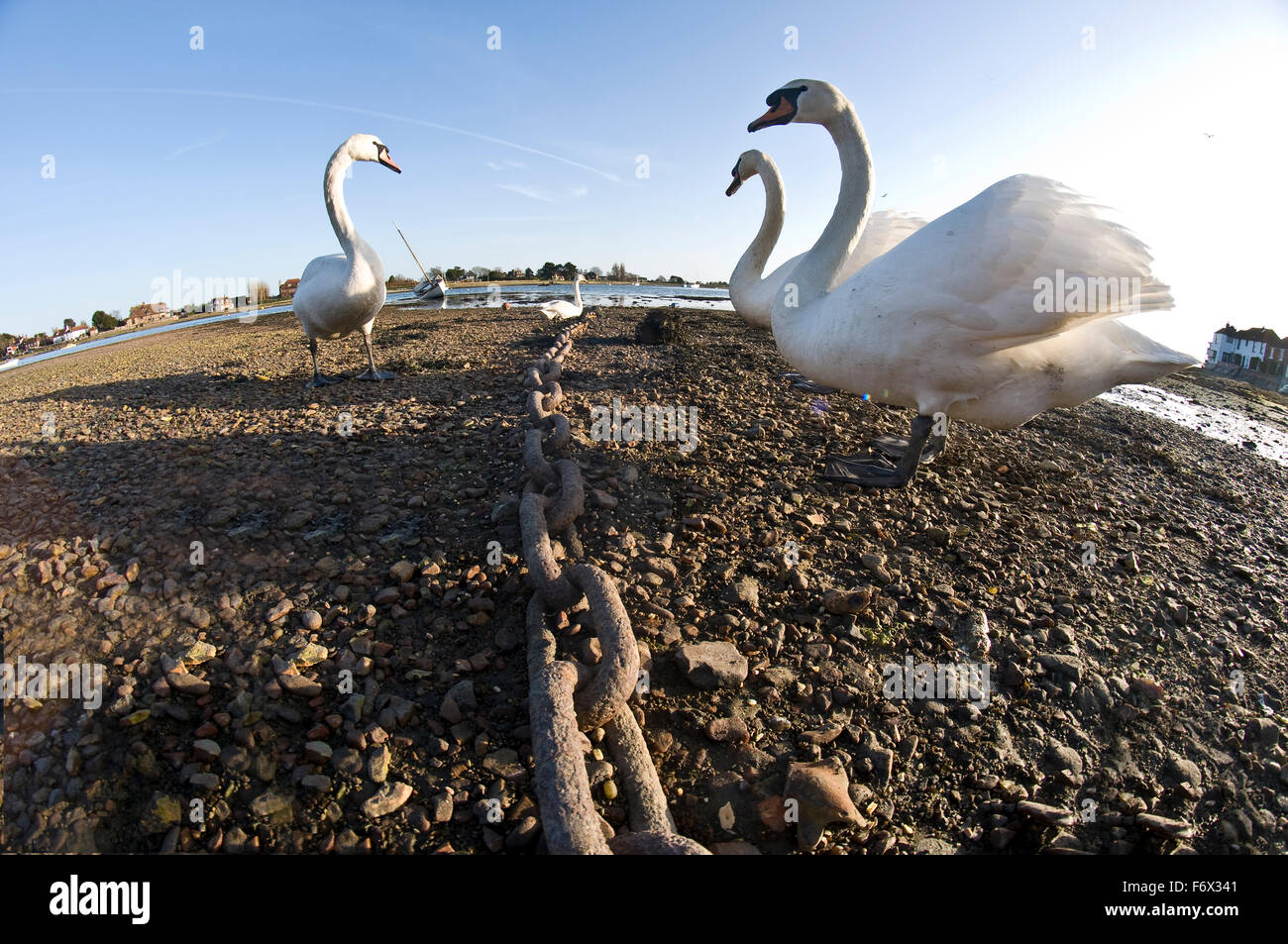A bevy of swans Stock Photo - Alamy