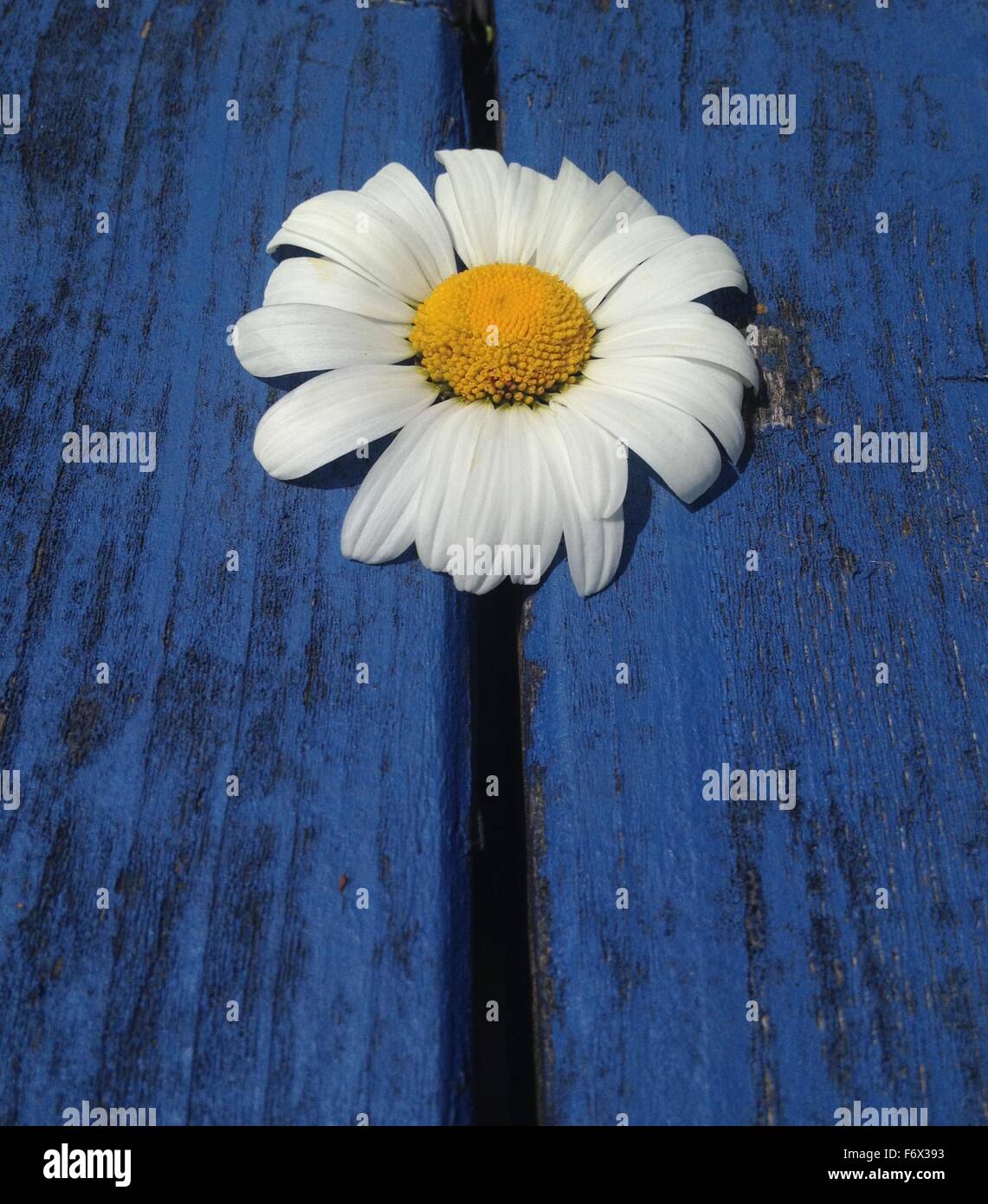 Daisy bench hi-res stock photography and images - Alamy