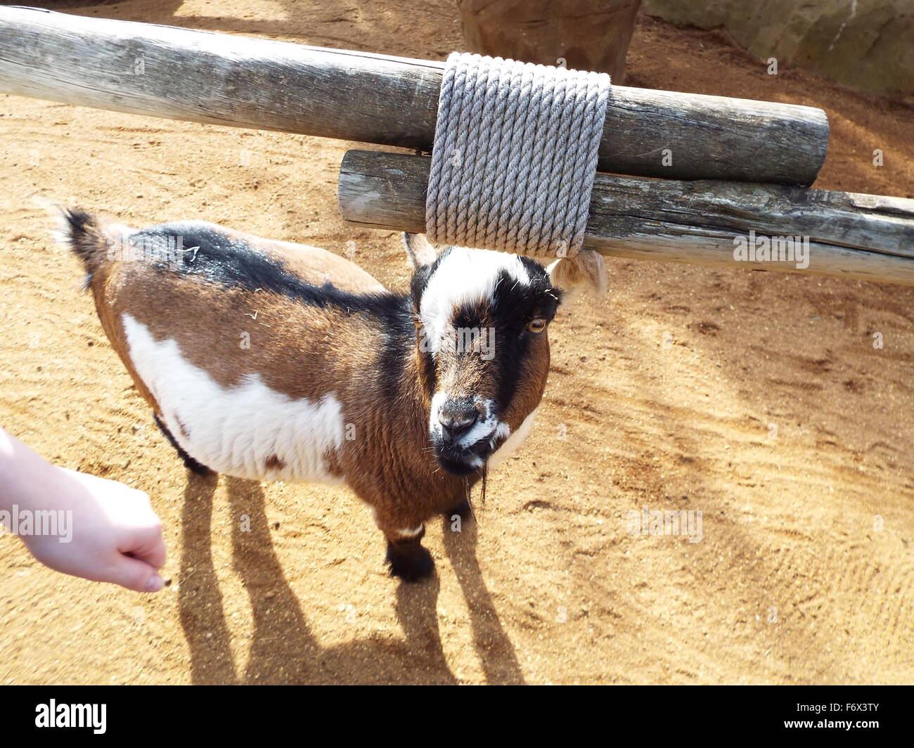 African goat hi-res stock photography and images - Alamy