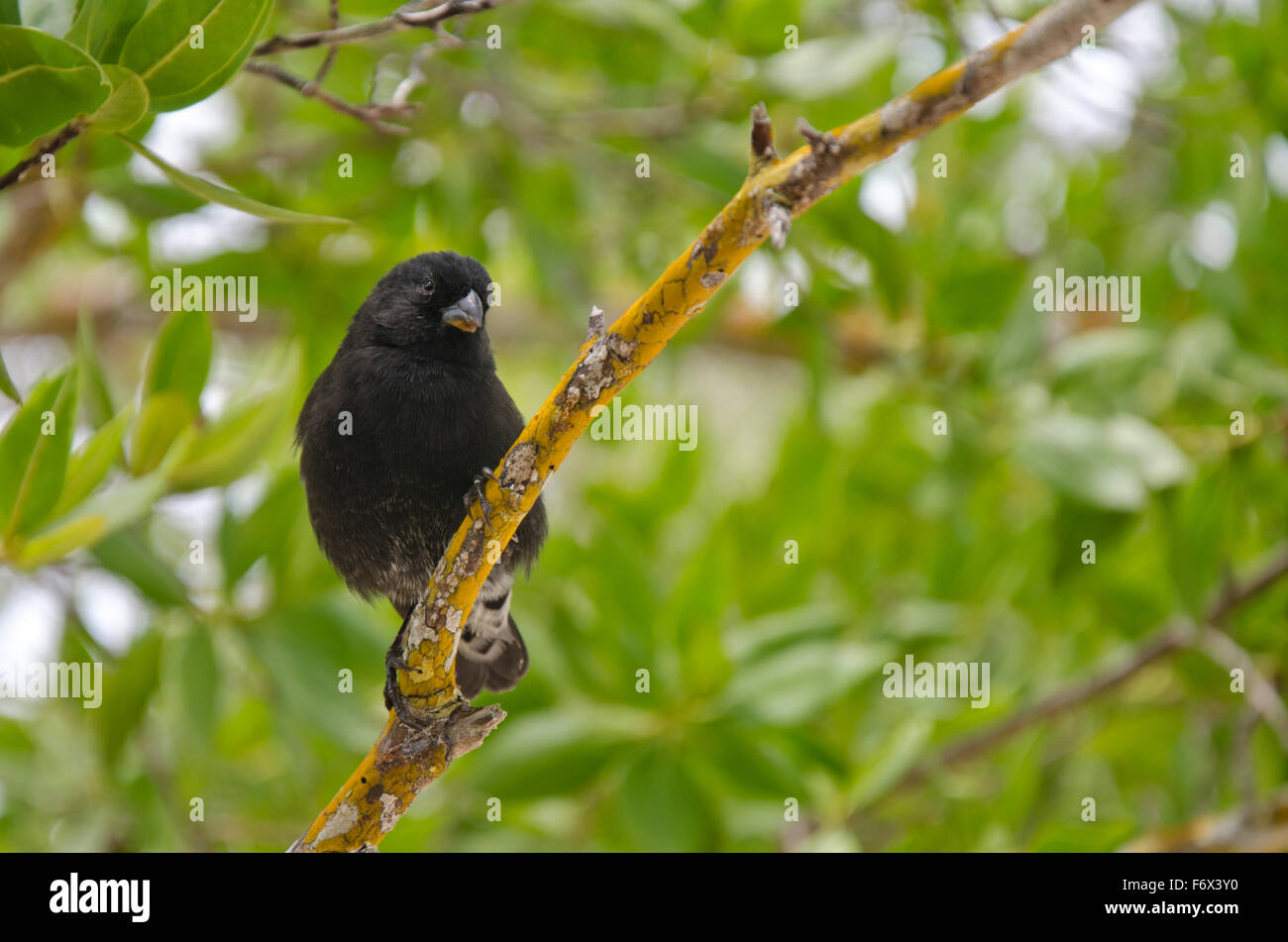 Galapagos mangrove finch hi-res stock photography and images - Alamy