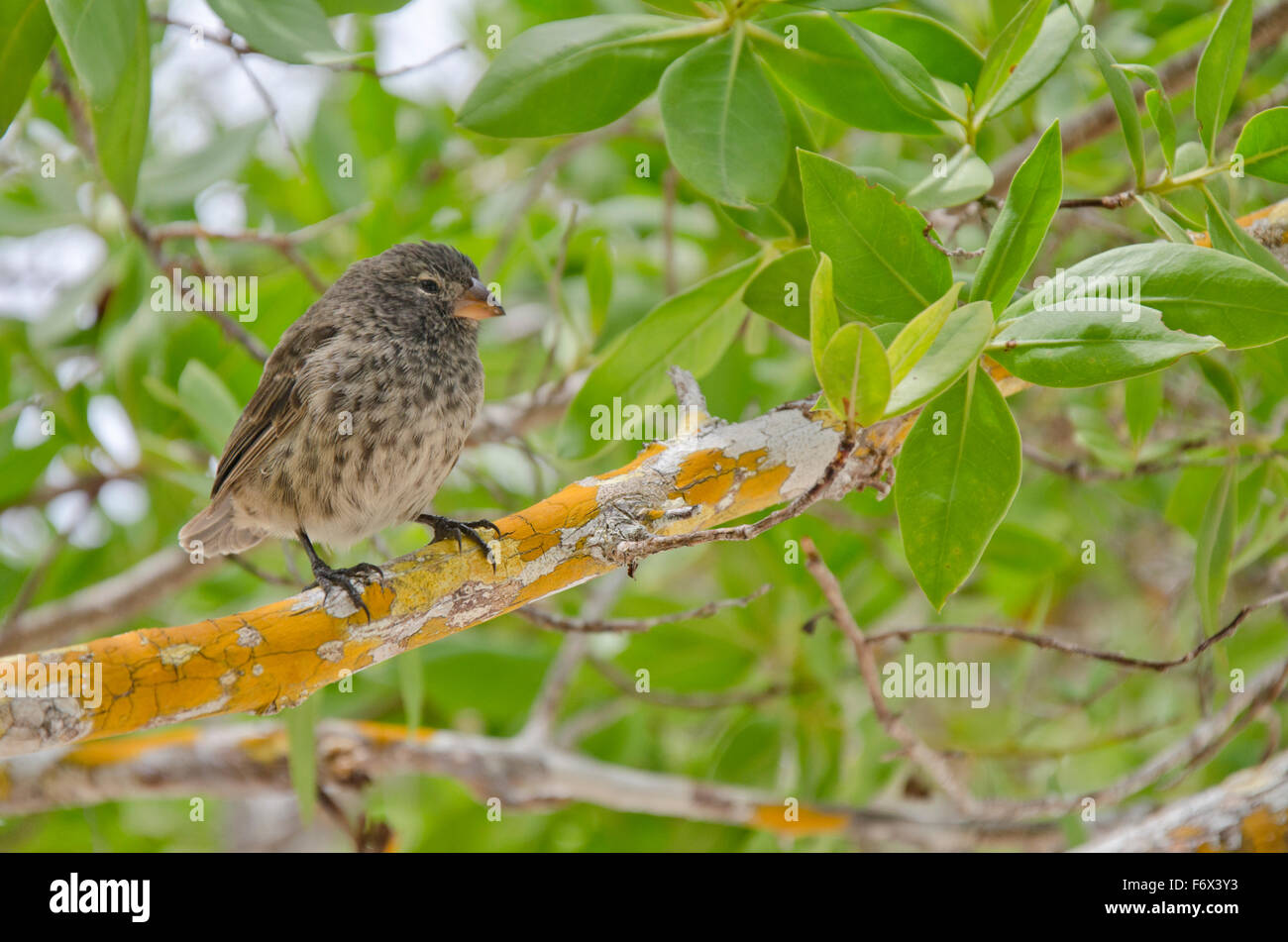 Mangrove Finch