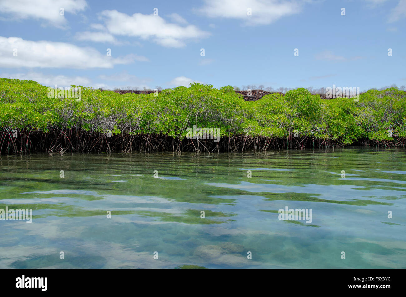 Mangroves border the Itabaca Canal on Santa Cruz Island Stock Photo - Alamy