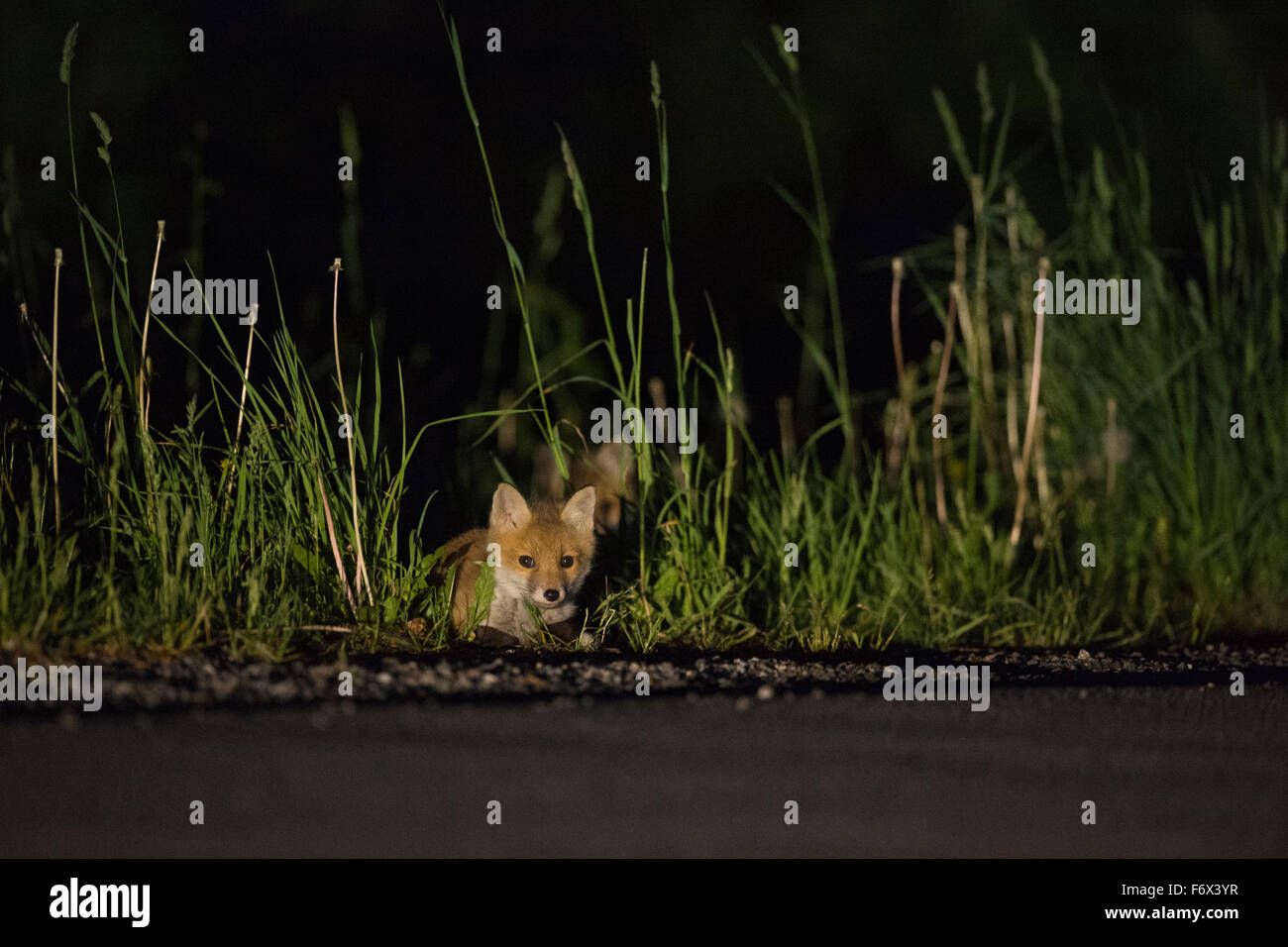 Red fox in forest photo and image hi-res stock photography and images ...