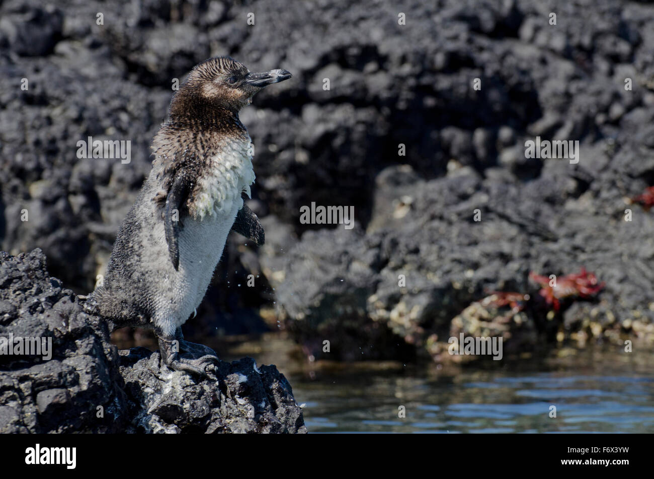 Isla isabela penguin hi-res stock photography and images - Alamy