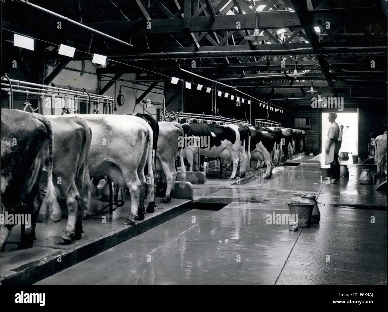 1968 - Scientists run this herd to aid the dairy farmer: A general view ...