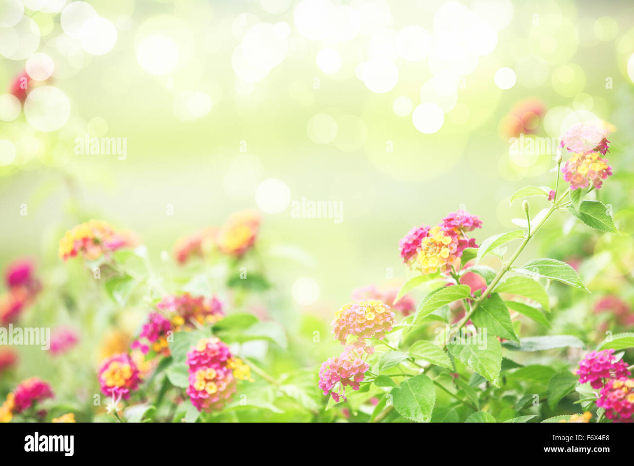 Beautiful spring background with free space for text Stock Photo - Alamy