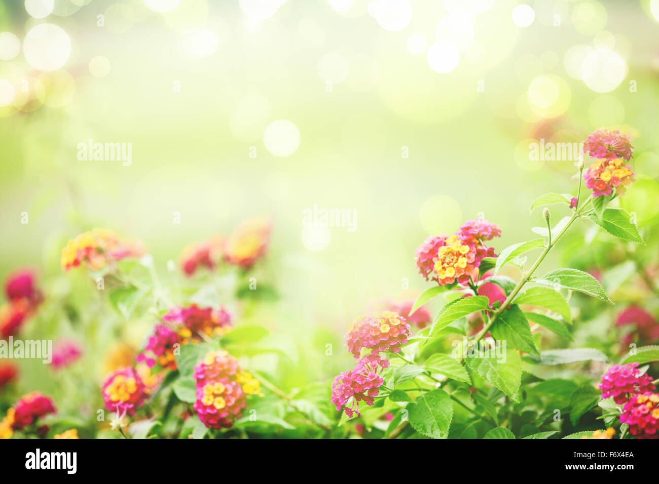 Beautiful spring background with free space for text Stock Photo - Alamy