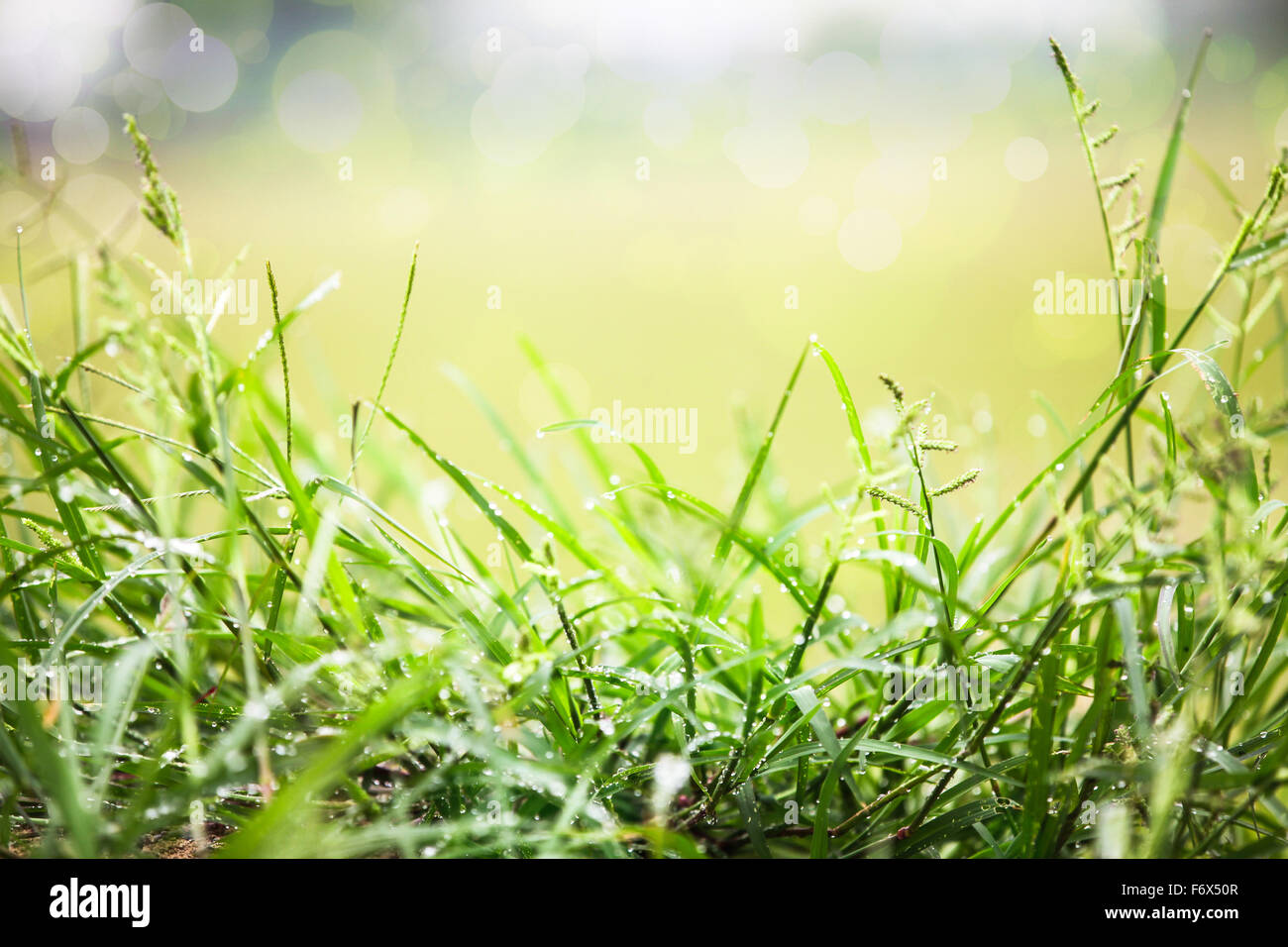 Beautiful spring background with free space for text Stock Photo - Alamy