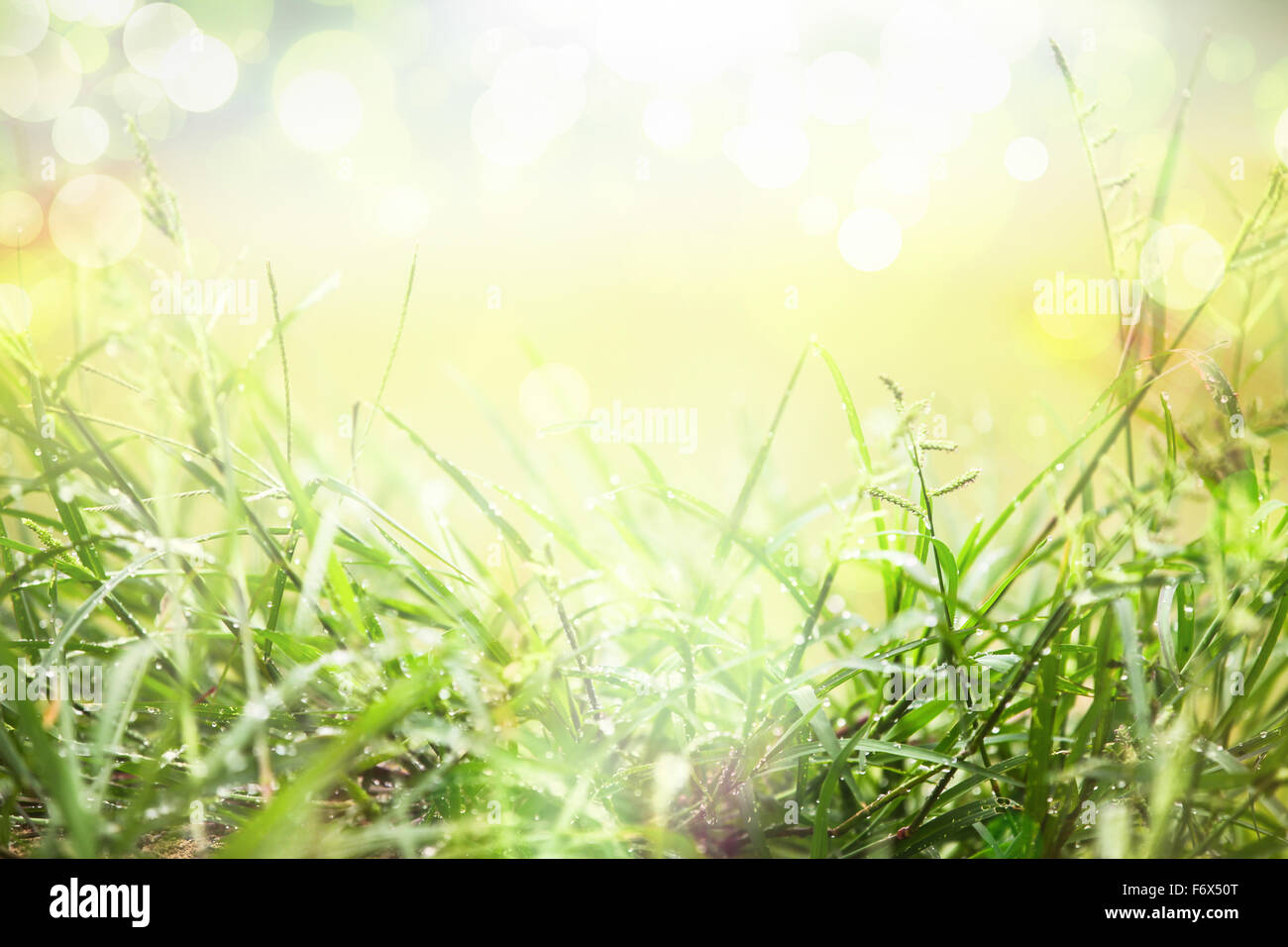 Beautiful spring background with free space for text Stock Photo - Alamy