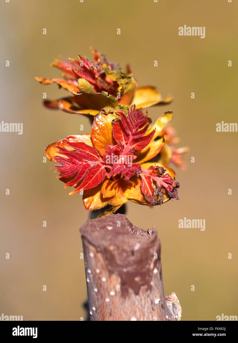 Beautiful multi-colored leaves on a tree is photographed close-up Stock ...