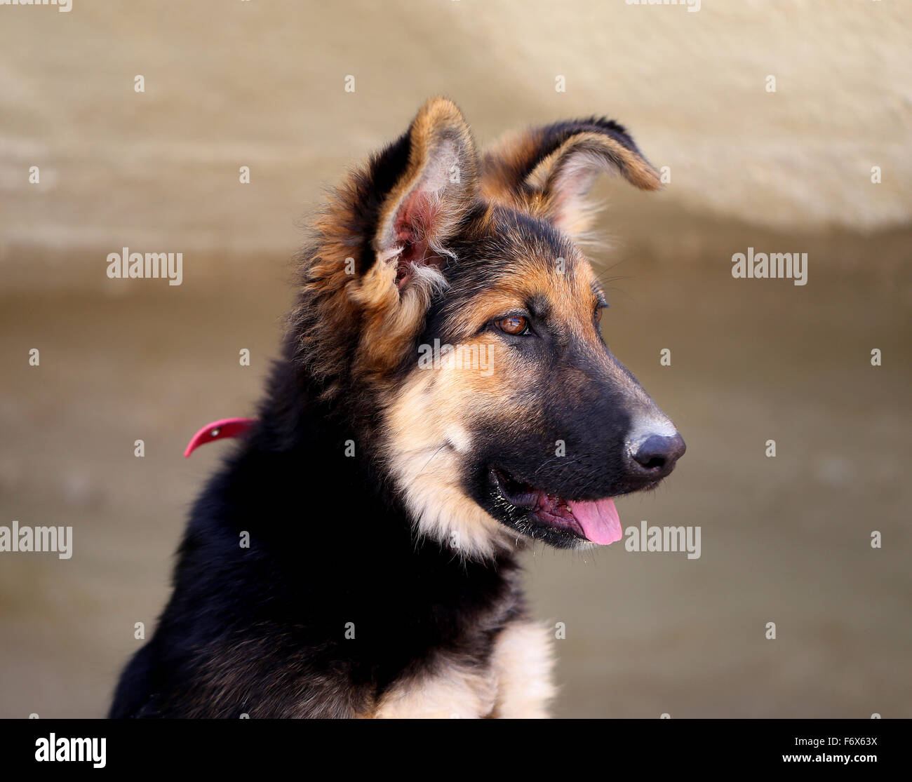German shepherd close up hi-res stock photography and images - Alamy
