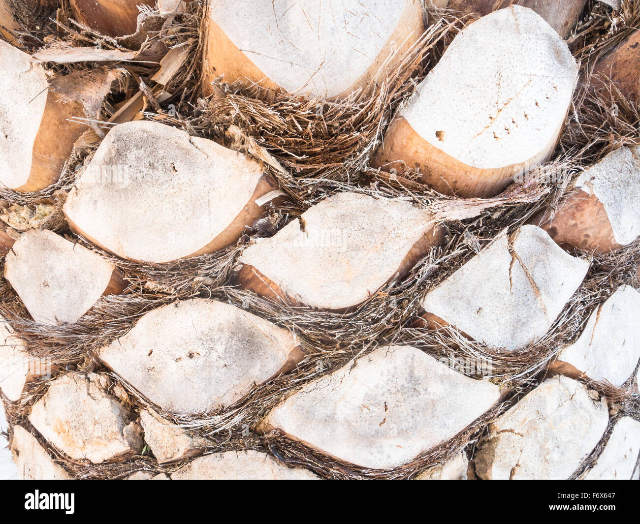 palm bark forms. In front of a bark palm. Palm background Stock Photo ...