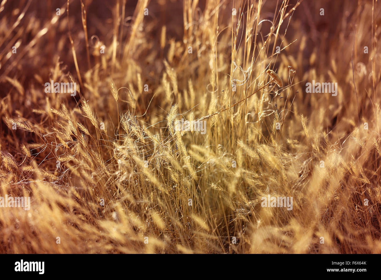 Beautiful golden dry grass is photographed close-up Stock Photo - Alamy