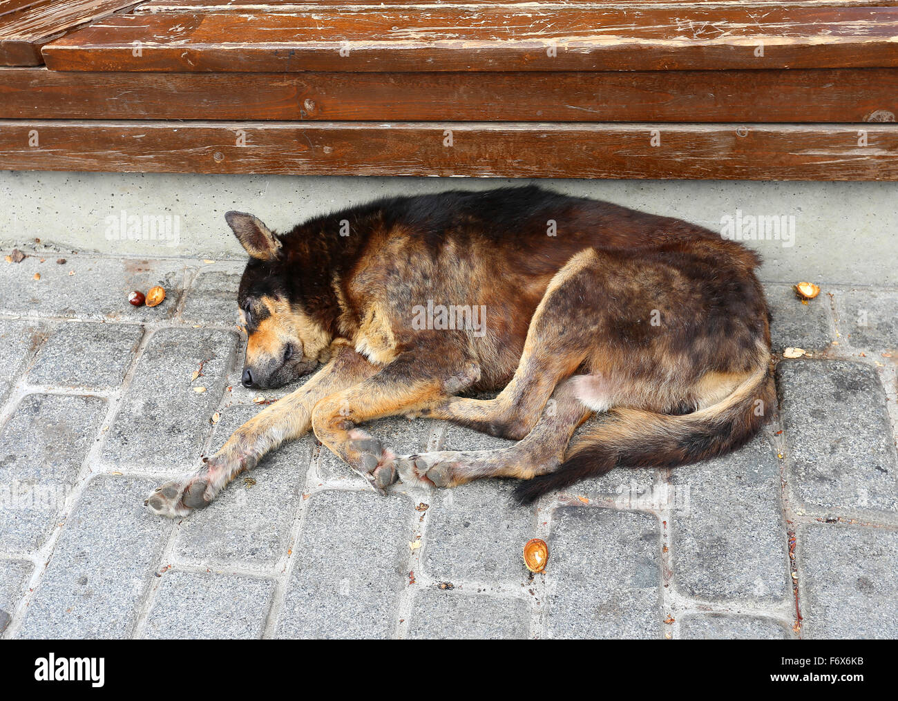 Beautiful portrait of a sleep dog is photographed close-up Stock Photo ...