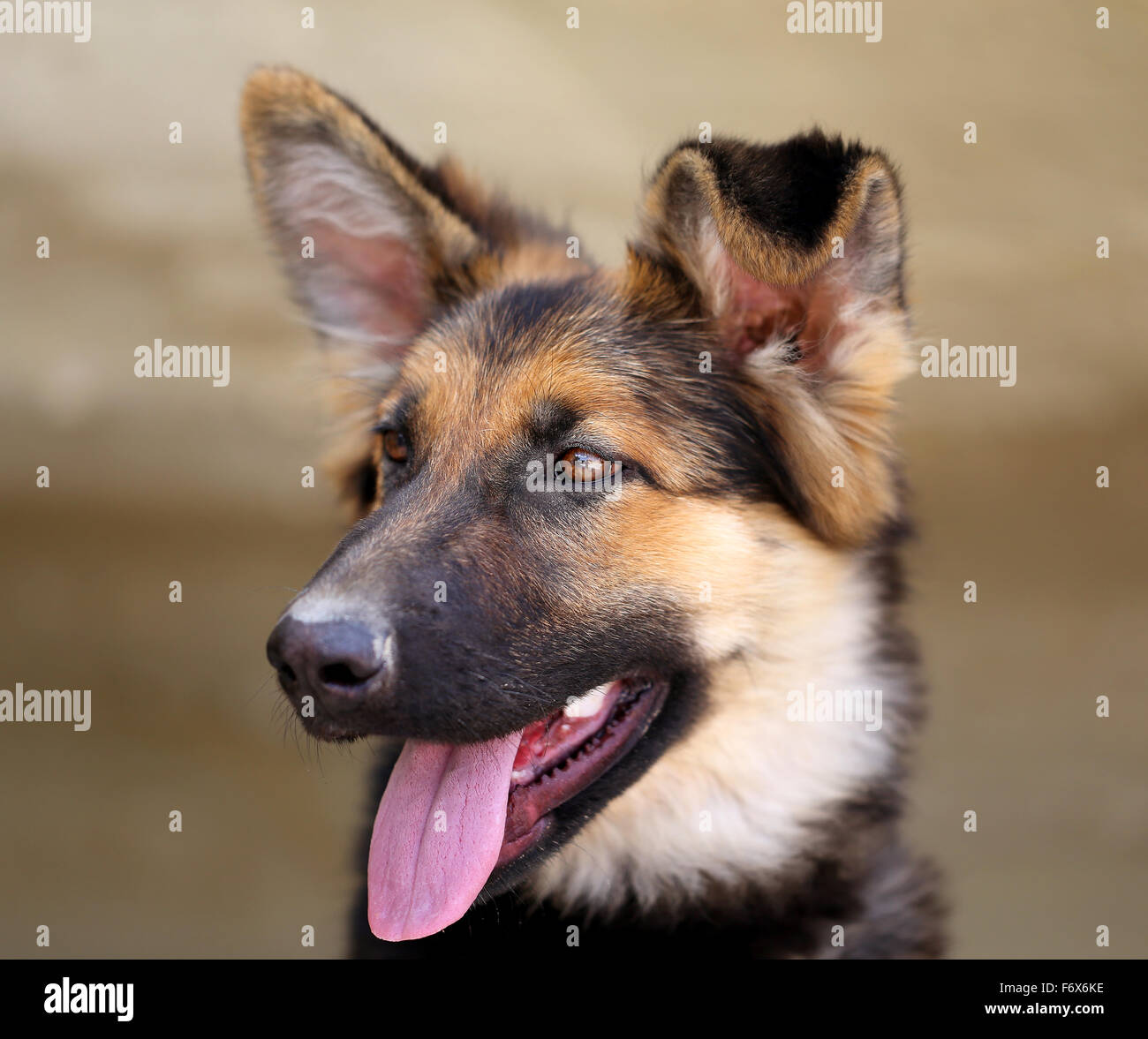 Beautiful puppy dog Shepherd photographed close up Stock Photo - Alamy