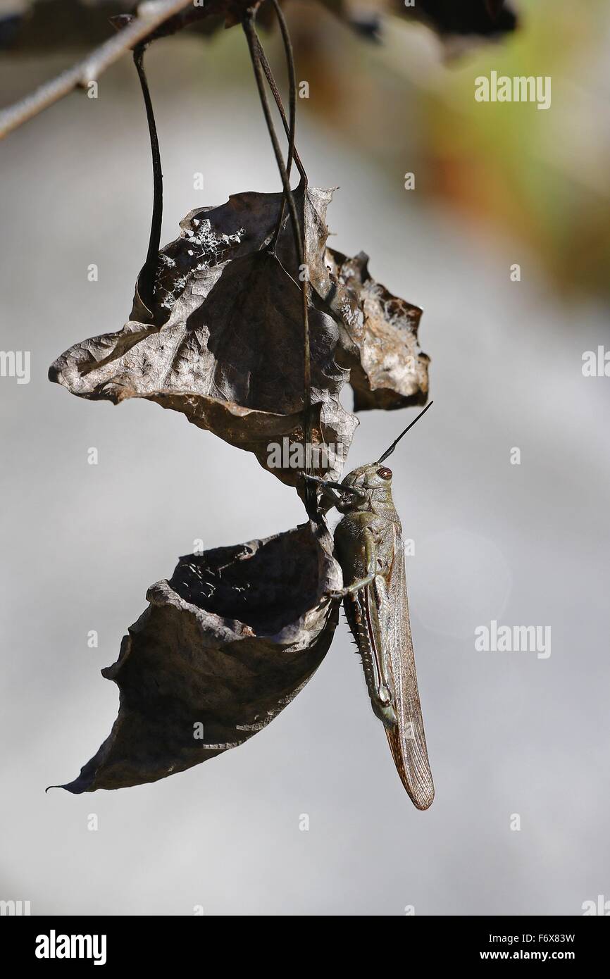 Grasshopper hanging from a dead leaf in the fall Stock Photo - Alamy