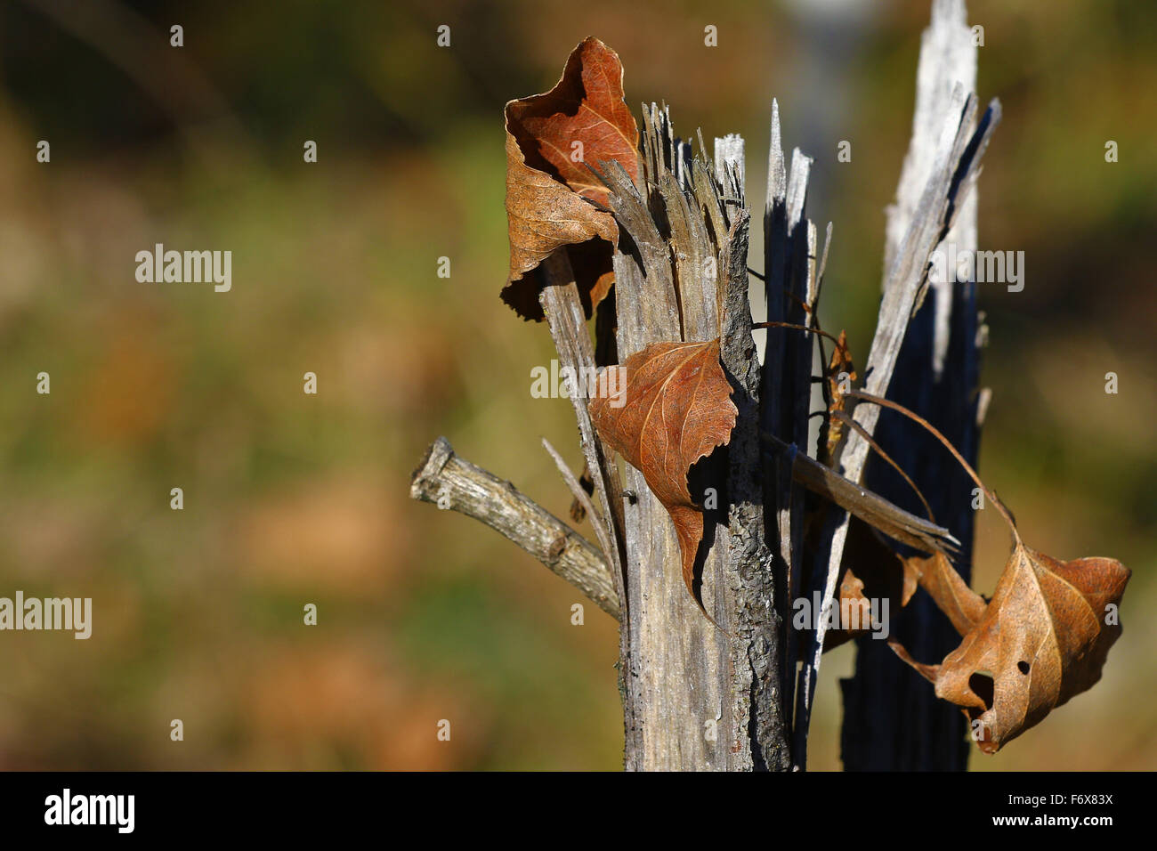 Stomp hi-res stock photography and images - Alamy