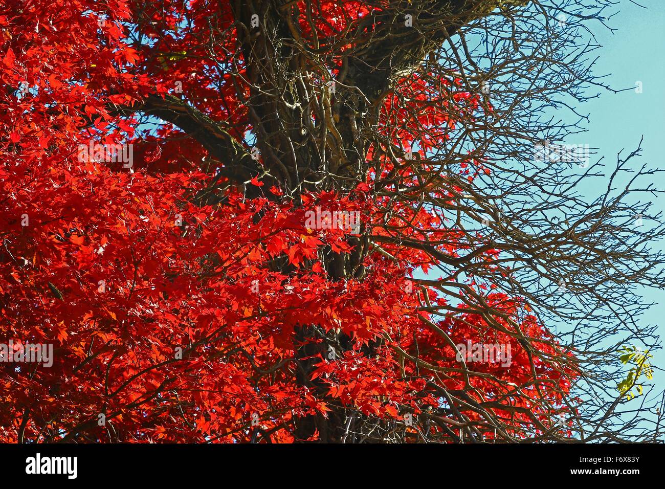 Colorful autumn leaves on giant tree against blue sky Stock Photo - Alamy